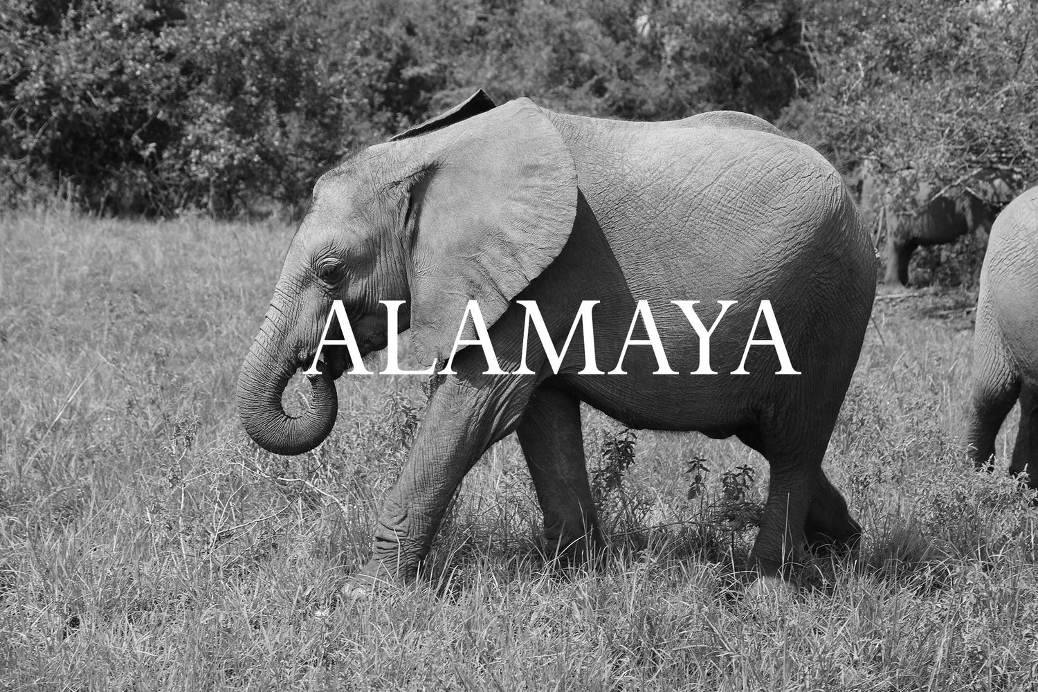 Alamaya – EG Spirits GmbH, Elephant Gin